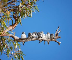 13 Things to do at Swan Hill | Enjoy Victoria